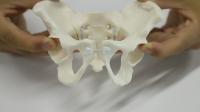 China Eco-friendly PVC Hand made Medical Education Artistic Creation Design Ergonomics Physical Education Mini Female Pelvic Mode for sale