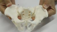 China Eco-friendly PVC Hand made Medical Education Artistic Creation Design Ergonomics Physical Education Mini Female Pelvic Mode for sale