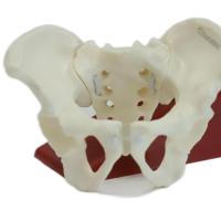 China Eco-friendly PVC Hand made Medical Education Artistic Creation Design Ergonomics Physical Education Mini Female Pelvic Mode for sale