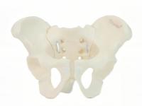 China Eco-friendly PVC Hand made Medical Education Artistic Creation Design Ergonomics Physical Education Mini Female Pelvic Mode for sale