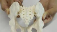 China Eco-friendly PVC Hand made Medical Education Artistic Creation Design Ergonomics Physical Education Mini Female Pelvic Mode for sale