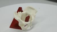 China Eco-friendly PVC Hand made Medical Education Artistic Creation Design Ergonomics Physical Education Mini Female Pelvic Mode for sale