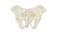 China Eco-friendly PVC Hand made Medical Education Artistic Creation Design Ergonomics Physical Education Mini Female Pelvic Mode for sale