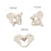 China Eco-friendly PVC 1:1 Life Size Medical Education Artistic Creation Design Ergonomics Physical Education Female Pelvic Model for sale