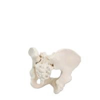 China Eco-friendly PVC 1:1 Life Size Medical Education Artistic Creation Design Ergonomics Physical Education Female Pelvic Model for sale