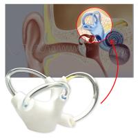 China Tinnitus Vestibular Cochlea Inner Ear Cranial Nerve Rehabilitation Anatomical Function Didactic Demonstration Semicircular Canal for sale