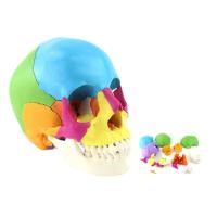 China Didactic Exploded Cranial Model 22 Parts Chromatic Life Size for Medical Teaching Learning Student Learning Education Display for sale