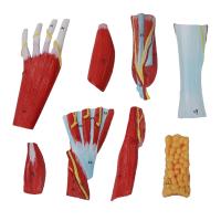 China Life size Anotomy Didactic Research Medical School Campus Hospital Rehabilitation Treatment After Surgery Foot Ankle Model for sale