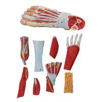 China Life size Anotomy Didactic Research Medical School Campus Hospital Rehabilitation Treatment After Surgery Foot Ankle Model for sale