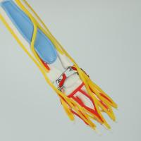 China Teaching Model with Chromatic  Vessels Nerves Skeleton Model with Stand Anatomy 85 cm Human Skeleton Model for sale
