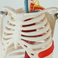 China Teaching Model with Chromatic  Vessels Nerves Skeleton Model with Stand Anatomy 85 cm Human Skeleton Model for sale