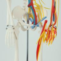 China Teaching Model with Chromatic  Vessels Nerves Skeleton Model with Stand Anatomy 85 cm Human Skeleton Model for sale