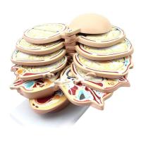 China horizontal section of brain nerve function medical brain tomography 12-slice head anatomical model for sale