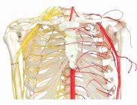 China All human skeleton model with neurovascular Life Size Skeleton with Spinal Nerves Muscle Insertion Human Skeleton Model for sale