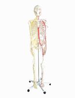China All human skeleton model with neurovascular Life Size Skeleton with Spinal Nerves Muscle Insertion Human Skeleton Model for sale