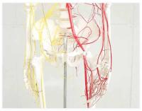 China All human skeleton model with neurovascular Life Size Skeleton with Spinal Nerves Muscle Insertion Human Skeleton Model for sale