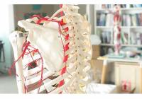 China All human skeleton model with neurovascular Life Size Skeleton with Spinal Nerves Muscle Insertion Human Skeleton Model for sale