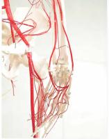China All human skeleton model with neurovascular Life Size Skeleton with Spinal Nerves Muscle Insertion Human Skeleton Model for sale
