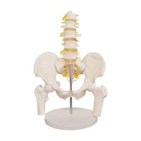 China Adult PVC Anatomical Skeleton Model Lumbar Spine Models With Pelvic Floor for sale