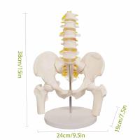 China Adult PVC Anatomical Skeleton Model Lumbar Spine Models With Pelvic Floor for sale