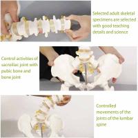 China Adult PVC Anatomical Skeleton Model Lumbar Spine Models With Pelvic Floor for sale