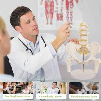 China Adult PVC Anatomical Skeleton Model Lumbar Spine Models With Pelvic Floor for sale