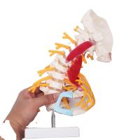 China Cervical Spine Anatomical Skeleton Model For Study Display Teaching for sale