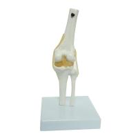 China Ligaments & Stand Life Size Display Base Best Medical Tool Clinic Demonstration Kids Learning Education Knee Joint Model for sale