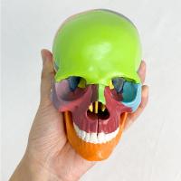 China Verisimilitude Accurate Color Flexible Medical Dental Clinic Teaching Equipment 15 Pieces Exploded Head Bone Model for sale