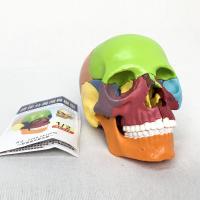 China Verisimilitude Accurate Color Flexible Medical Dental Clinic Teaching Equipment 15 Pieces Exploded Head Bone Model for sale