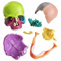 China Verisimilitude Accurate Color Flexible Medical Dental Clinic Teaching Equipment 15 Pieces Exploded Head Bone Model for sale
