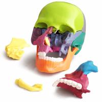 China Verisimilitude Accurate Color Flexible Medical Dental Clinic Teaching Equipment 15 Pieces Exploded Head Bone Model for sale