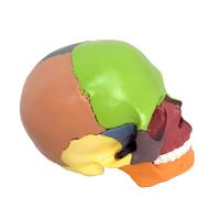 China Verisimilitude Accurate Color Flexible Medical Dental Clinic Teaching Equipment 15 Pieces Exploded Head Bone Model for sale