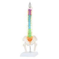 China Vertebrae Nerves Arteries Pelvic Bone And Femur Anatomical Skeleton Full Size With Stand for sale