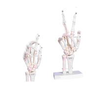China Human Life Size Finger Bone Flexible for Medical Demonstration Study Education with Base Skeleton Hand Joint Model for sale