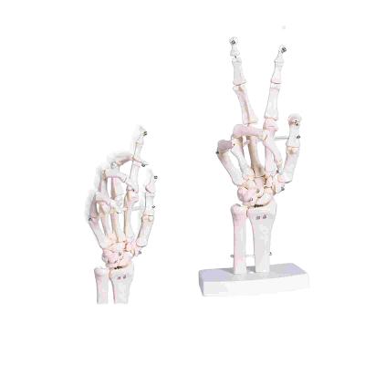 China Human Life Size Finger Bone Flexible for Medical Demonstration Study Education with Base Skeleton Hand Joint Model for sale