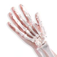 China Human Life Size Finger Bone Flexible for Medical Demonstration Study Education with Base Skeleton Hand Joint Model for sale