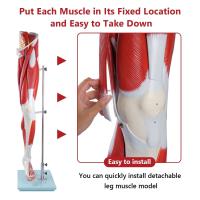 China Human Hip thigh calf and foot muscles 13 parts Life Size Arteries & Veins for Study Display Teaching Medical Leg Muscle Model for sale
