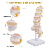 China Lumbar Vertebrae Spinal Column Anatomical Skeleton Model For Medical Demonstration Life Size for sale