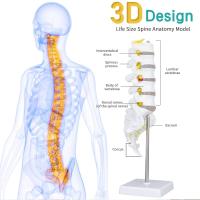 China Lumbar Vertebrae Spinal Column Anatomical Skeleton Model For Medical Demonstration Life Size for sale