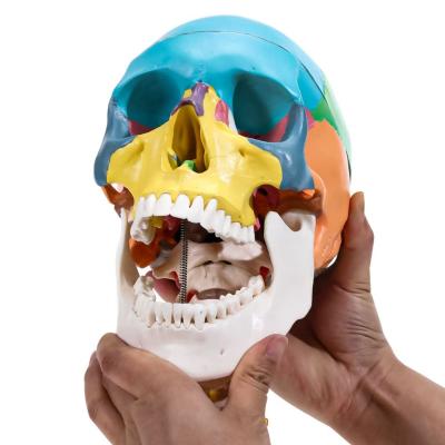 China Three Parts Parietal Mandible Vertibra Human Color Life Size Medical Demonstration Head Bone Cervical Vertebra Model for sale
