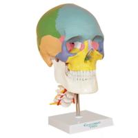 China Three Parts Parietal Mandible Vertibra Human Color Life Size Medical Demonstration Head Bone Cervical Vertebra Model for sale