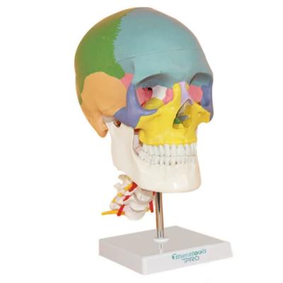 China Three Parts Parietal Mandible Vertibra Human Color Life Size Medical Demonstration Head Bone Cervical Vertebra Model for sale