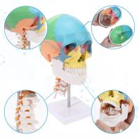 China Three Parts Parietal Mandible Vertibra Human Color Life Size Medical Demonstration Head Bone Cervical Vertebra Model for sale