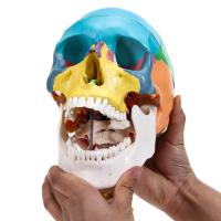 China Three Parts Parietal Mandible Vertibra Human Color Life Size Medical Demonstration Head Bone Cervical Vertebra Model for sale