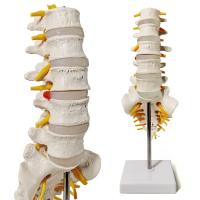 China Sacrum Coccyx Nerves Life Size Skeleton Model human skeleton 3D School Teaching for sale
