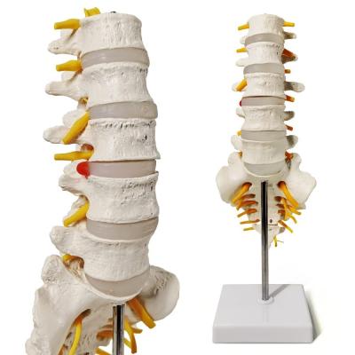 China Sacrum Coccyx Nerves Life Size Skeleton Model human skeleton 3D School Teaching for sale