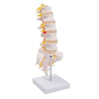 China Sacrum Coccyx Nerves Life Size Skeleton Model human skeleton 3D School Teaching for sale