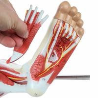 China Human Hip thigh calf and foot muscles 13 parts Life Size Arteries & Veins for Study Display Teaching Medical Leg Muscle Model for sale