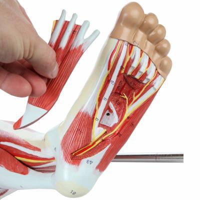 China Human Hip thigh calf and foot muscles 13 parts Life Size Arteries & Veins for Study Display Teaching Medical Leg Muscle Model for sale